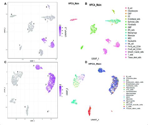 Visualizing Each Cell Population Using Umap The Distribution Of