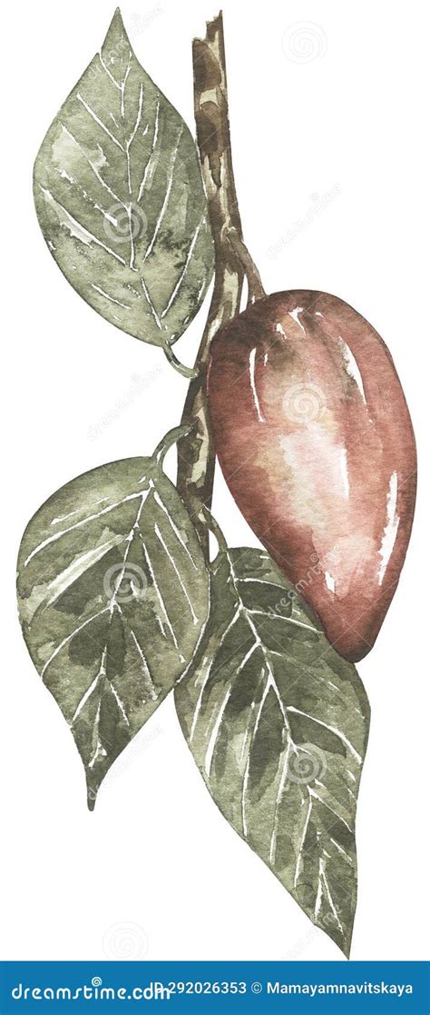 Watercolor Cacao Pod Illustration Cocoa Clipart Graphic Chocolate