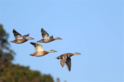 Can Ducks Fly Online Field Guide