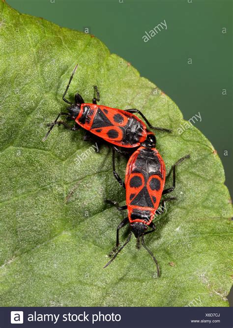 Mating Bugs High Resolution Stock Photography And Images Alamy