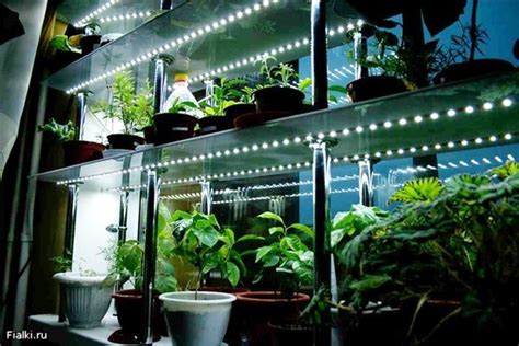 Можно ли использовать светодиодные ленты для подсветки растений?