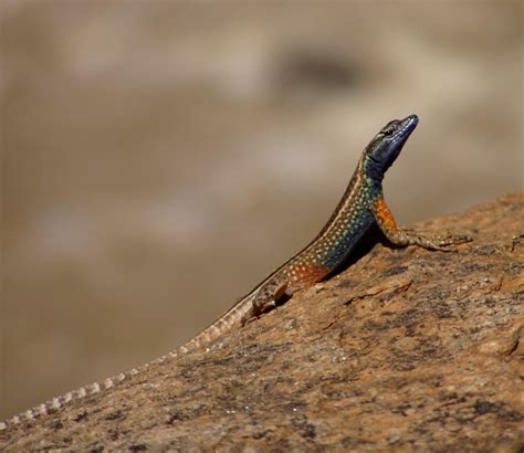 Lizard Nature Free Photo On Pixabay Pixabay