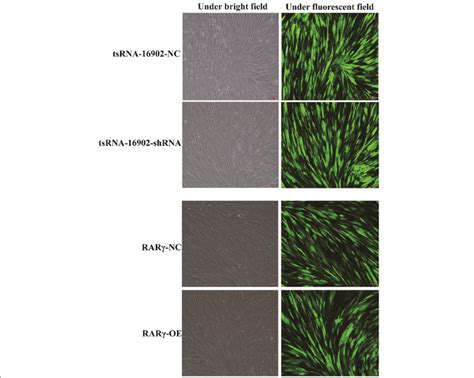 After 6 Days Of Puromycin Selection Stably Transduced Cells That