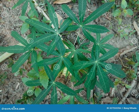 Leaves From The Cassava Plant Which Are Usually Used As Vegetables