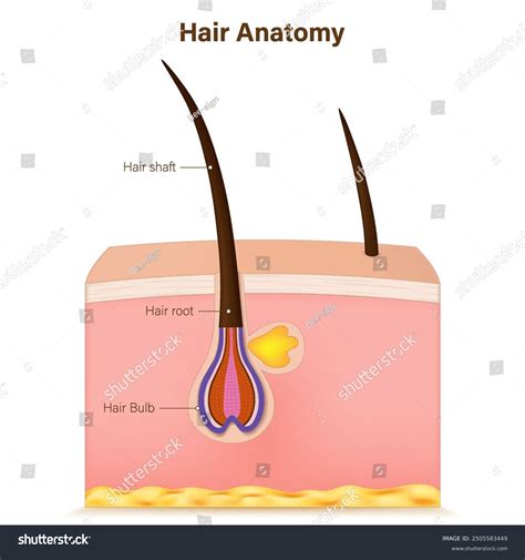 Hair Follicle Anatomy Vector Skin Layers Stock Vector Royalty Free 2505583449 Shutterstock
