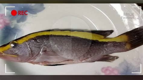 吃了就慘啦！ 他釣「怪魚」想煮來吃 驚悚真相曝：還活著嗎？生活 壹新聞