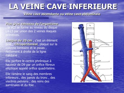 La Veine Cave Inferieure Ceil Univ