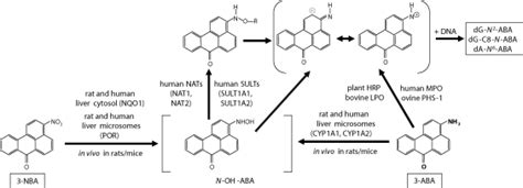 Pathways Of Metabolic Activation And Dna Adduct Formation Of Download Scientific Diagram