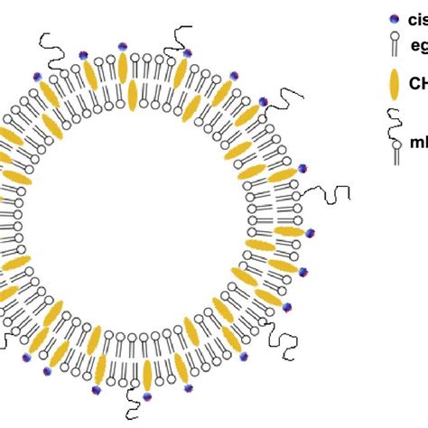 Schematic Representation Of A Liposome Containing Chems Cisplatin