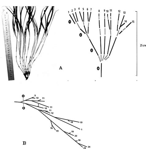 A Vertical Rhizome Growth Typical Of Species Of The Posidonia