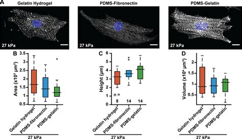 Matrix Guided Control Of Mitochondrial Function In Cardiac Myocytes Pmc