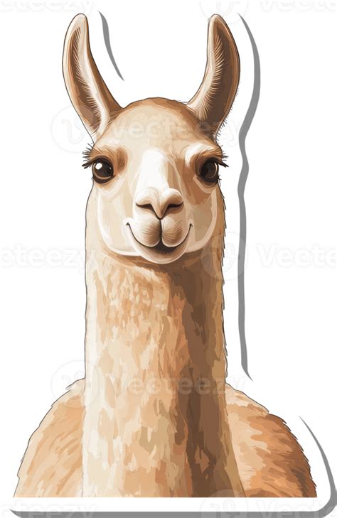 A Smiling Llama Portrait Sticker Design 55492215 Png