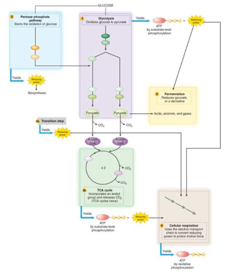 Ch 6 Microbial Metabolism Fueling Cell Growth Diagram Quizlet