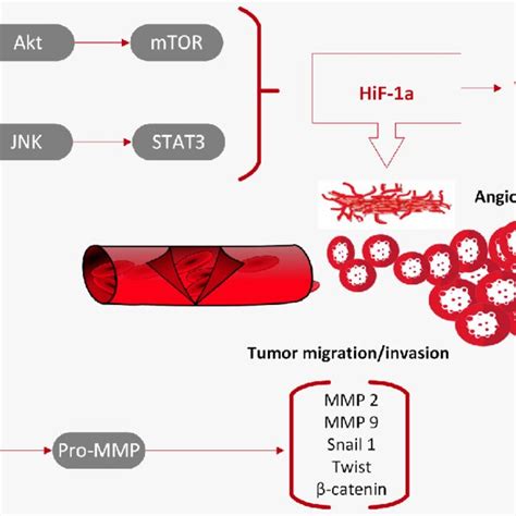Apigenin Apg Induces Apoptosis And Autophagy Stimulates Immune