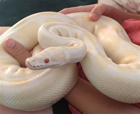 Albino Het Axanthic Königspython Ball Python By Medusa Balls Morphmarket