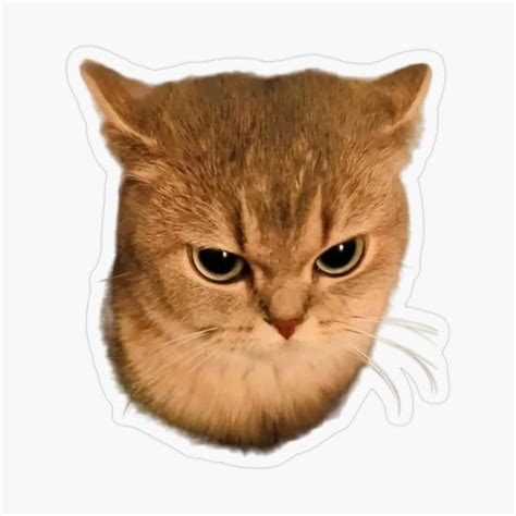 Pin By Sflsk On Visionboard Cat Memes Kitten Stickers Cute Laptop