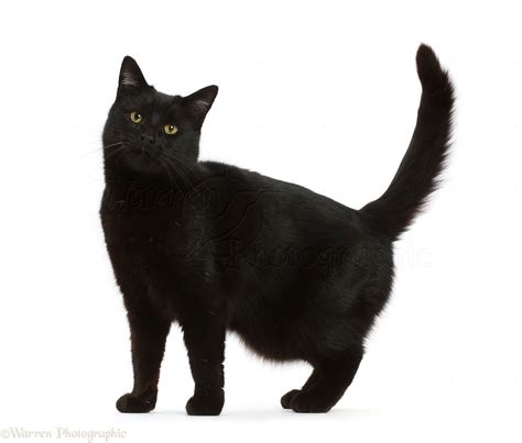 Cat Standing