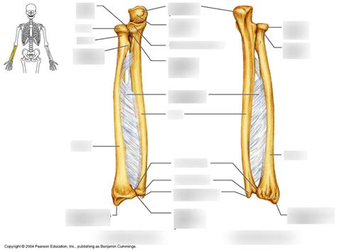 Radius And Ulna Anterior View Diagram Quizlet