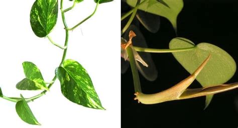 Pothos Vs Philodendron What Is The Difference Smart Garden Guide