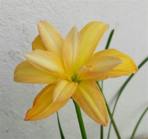 Home Double Flowered Rain Lily Bulb Zephyranthes Yanti Chandra Fairy