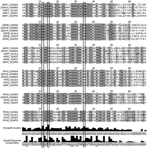 Alignment Of Dhhc Domains From Selected Model Organisms And Groupsim
