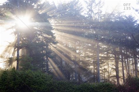 Light Through Trees