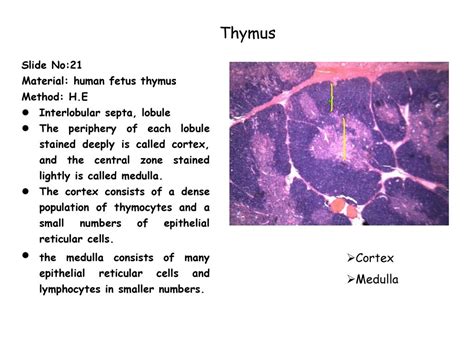 Thymus Cortex Medulla Slide No21 Material Human Fetus Thymus Ppt