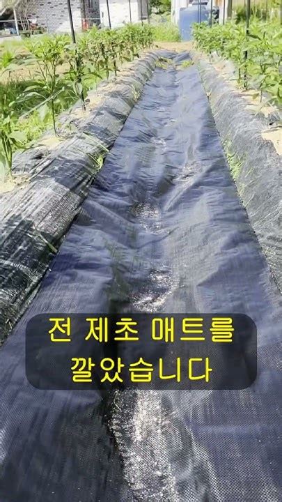 고추 밭 잡초 풀 엄청나죠 이 방법으로도 처리가 가능합니다 Youtube