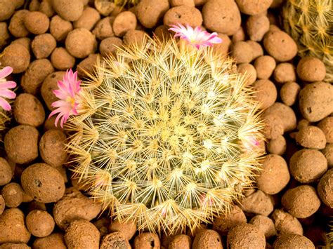 サボテン砂漠の植物 無料画像 Public Domain Pictures
