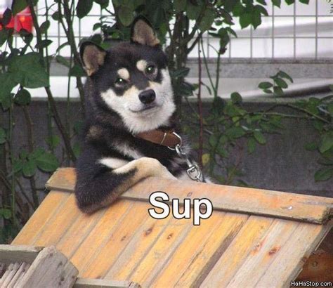 Two Bowls For Breakfast: sup dog
