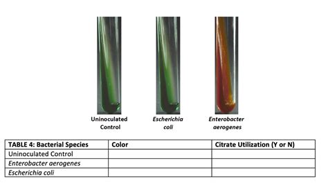 Solved Uninoculated Control Escherichia Coli Enterobacter Aerogenes