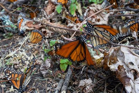Dónde Están Tres De Los Mágicos Santuarios Para Admirar A Las Mariposas