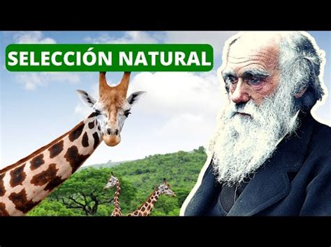 Descubre los 5 postulados de Darwin la teoría de la evolución