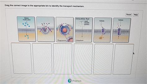Solved Drag The Correct Image To The Appropriate Bin To