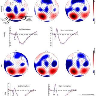 Current Source Density Maps Of The Voltage Distributions In The Download Scientific Diagram
