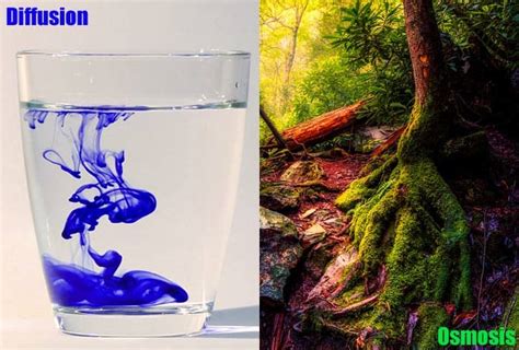 Difference Between Diffusion And Osmosis Osmosis Vs Diffusion