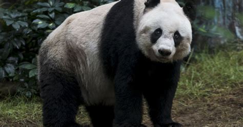 Natureza Panda De 36 Anos Pode Entrar Para O Livro Dos Recordes Por