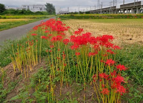 まだまだしつこく ヒガンバナ 星の小父さまフォトつづり