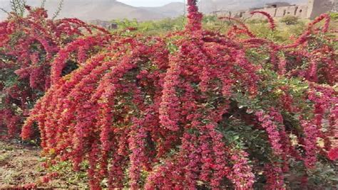 به بار نشستن درختان زرشک در روستا‌های زیرکوه تصاویر
