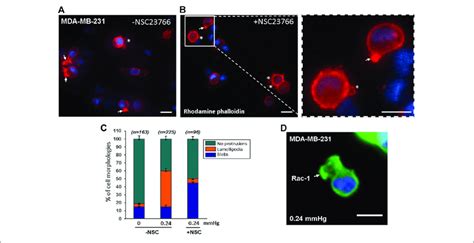 Compression Force Induced Lamellipodia Protrusions Of Mda Mb 231