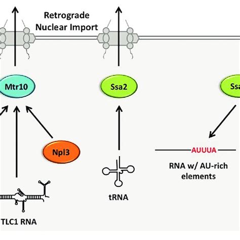 The Trna Pseudouridine Synthetases Also Modify Mrna Snrnas And Download Scientific