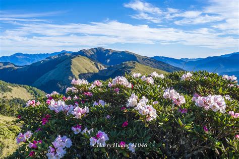 Harry41046合歡東峰眺望合歡北峰合歡山春天春季玉山杜鵑高山杜鵑高山花季合歡山脈高山百岳中央山脈山脈