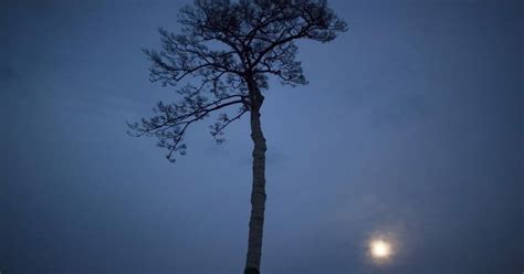 How Do Trees Make Oxygen Photosynthesis Is Essential