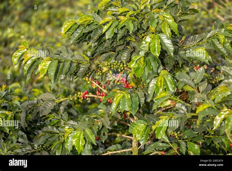 Coffea Arabica Known As The Arabica Coffee Species Of Flowering Plant