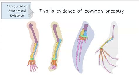 Evidence Of Evolution In Anatomy From Fossils To Mind Communications