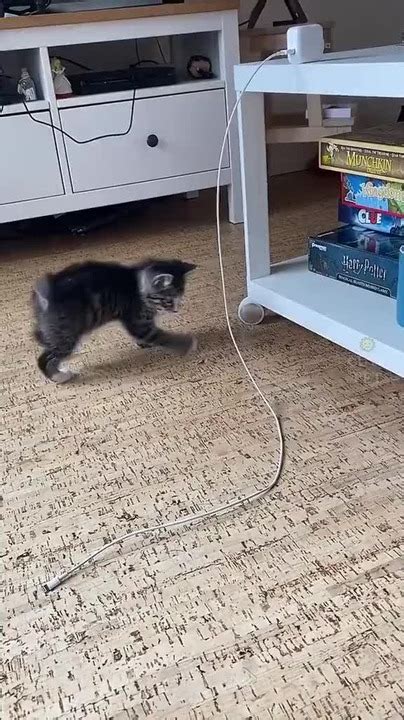 Cute Kitty Meme Cuz Why Not Meme By Lehomer22 Memedroid