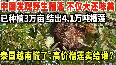 中国发现野生榴莲，不仅大还味美，以种植3万亩，结出41万吨榴莲，泰国越南慌了：高价榴莲卖给谁？ Youtube