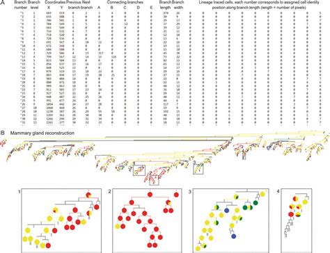 Quantitative Analysis And Reconstruction Of The Mammary Gland A