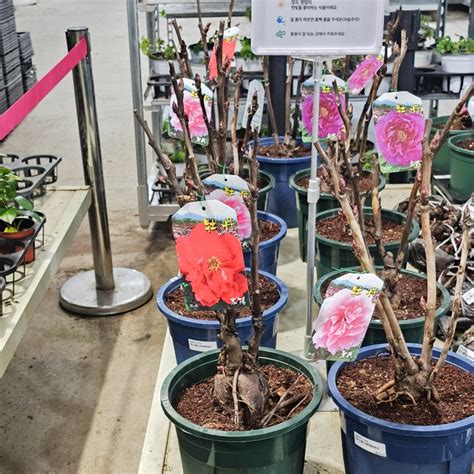 다년생 식물 노지월동 꽃 야생화 나무 종류 정리 네이버 블로그