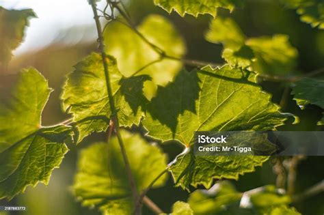 떡갈나무에서 얼룩덜룩한 녹색 잎을 클로즈업 나뭇잎 사이로 들어오는 햇살이 내리쬐는 야외 장면 질감과 정맥을 강조하는 자연의 세밀한 본질을 포착하는 자연주의 스타일 0명에